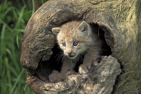 Canadian Lynx Lynx Canadensis Eightweeks Old Editorial Stock Photo ...