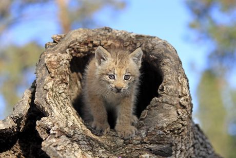 Canadian Lynx Lynx Canadensis Eightweeks Old Editorial Stock Photo ...