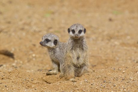 250 Meercat Stock Pictures, Editorial Images and Stock Photos ...