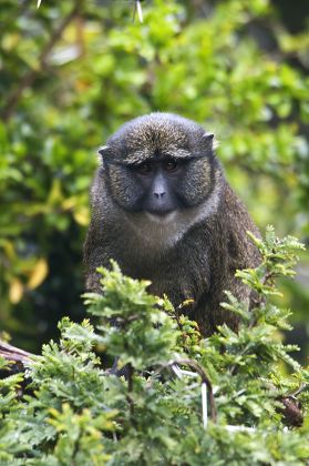2 Allenopithecus Stock Pictures, Editorial Images and Stock Photos ...
