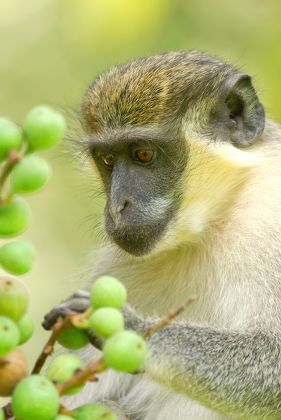 Callithrix Monkey Cercopithecus Sabaeus Adult Feeding Editorial Stock ...