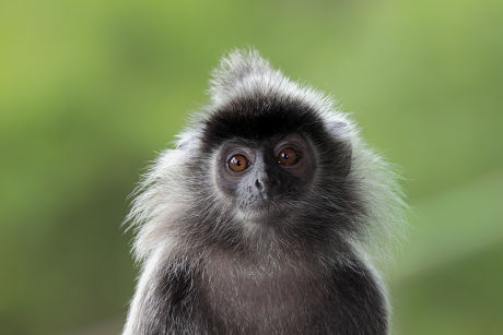 11 Folivore Stock Pictures, Editorial Images and Stock Photos ...