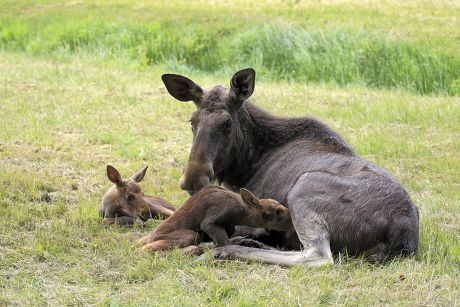 28 Baby moose Stock Pictures, Editorial Images and Stock Photos ...