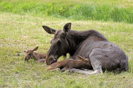 28 Baby moose Stock Pictures, Editorial Images and Stock Photos ...