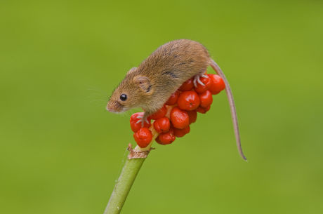 Harvest Mouse Micromys Minutus Immature On Editorial Stock Photo ...