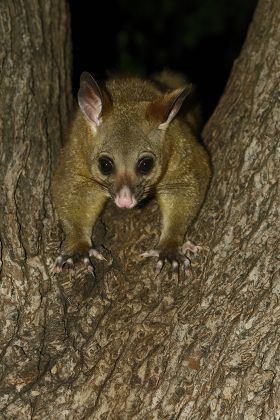 Common Brushtail Possum Trichosurus Vulpecula Adult Editorial Stock ...