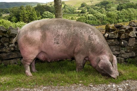 Domestic Pig British Lop Sow Rooting Editorial Stock Photo - Stock ...