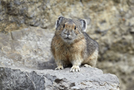 38 Pikas Stock Pictures, Editorial Images and Stock Photos | Shutterstock