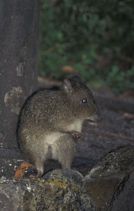 Longnosed Potoroo Potorous Tridactylus Tasmania Australia Editorial ...