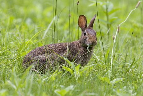 Eastern Cottontail Sylvilagus Floridanus Adult Feeding Editorial Stock ...