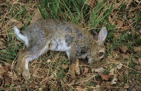 250 Dead rabbit Stock Pictures, Editorial Images and Stock Photos ...