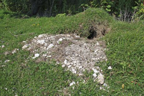European Rabbit Oryctolagus Cuniculus Burrow Entrance Editorial Stock ...