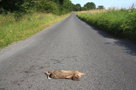 250 Dead rabbit Stock Pictures, Editorial Images and Stock Photos ...