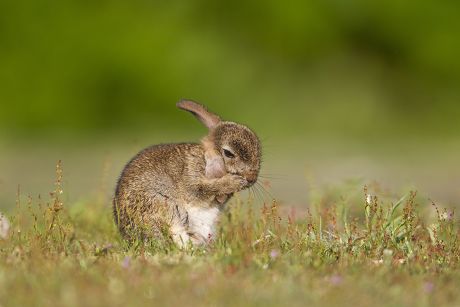 250 Rabbit ear Stock Pictures, Editorial Images and Stock Photos ...