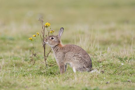 European Rabbit Oryctolagus Cuniculus Adult Scent Editorial Stock Photo ...
