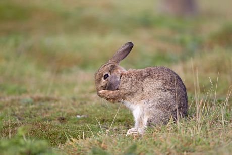 250 Rabbit ear Stock Pictures, Editorial Images and Stock Photos ...