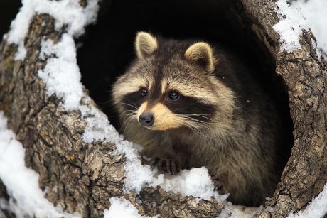 37 Procynoid Stock Pictures, Editorial Images and Stock Photos ...