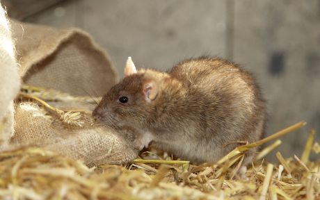 Brown Rat Rattus Norvegicus Adult Foraging Editorial Stock Photo ...