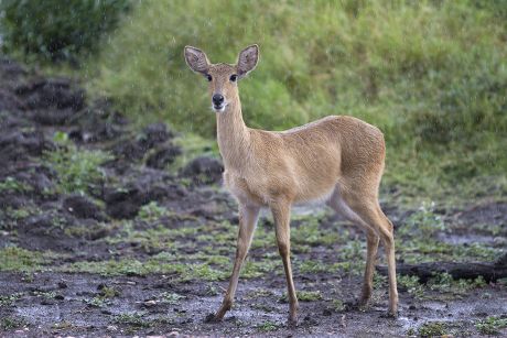 Bohor Reedbuck Redunca Redunca Adult Female Editorial Stock Photo ...