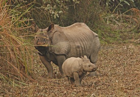 500 One horned rhinoceroses Stock Pictures, Editorial Images and Stock ...