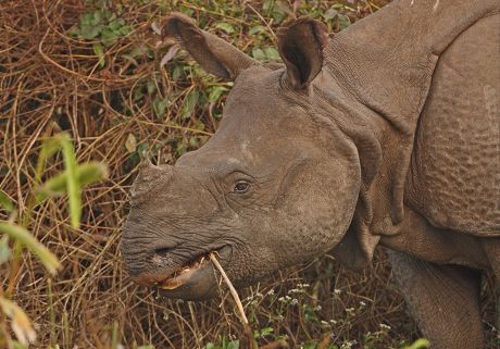 500 One horned rhinoceroses Stock Pictures, Editorial Images and Stock ...