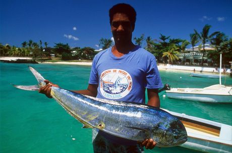 Example Fish Caught Coast Mauritius Editorial Stock Photo - Stock Image ...