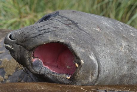 64 Elephant teeth Stock Pictures, Editorial Images and Stock Photos ...