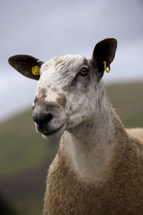 21 Ear tagged sheep Stock Pictures, Editorial Images and Stock Photos ...