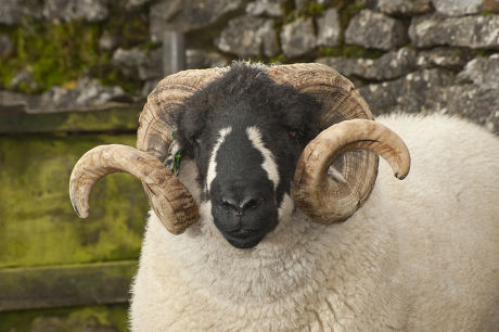 Domestic Sheep Lonk Ram Whitewell Lancashire Editorial Stock Photo ...