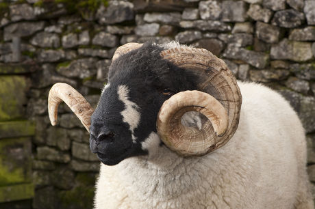 Domestic Sheep Lonk Ram Whitewell Lancashire Editorial Stock Photo ...