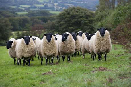 Domestic Sheep Beulah Speckled Face Rams Editorial Stock Photo - Stock ...