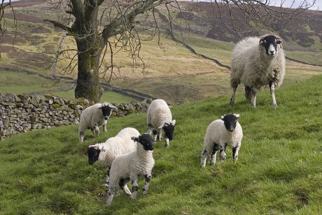 Domestic Sheep Swaledale Ewe Five Lambs Editorial Stock Photo - Stock Image | Shutterstock