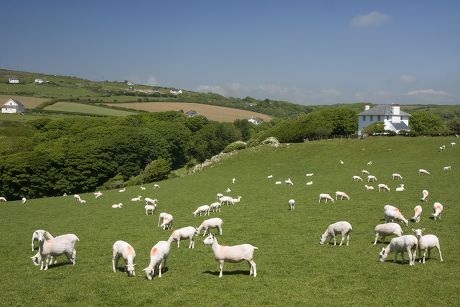 51 Gower farm Stock Pictures, Editorial Images and Stock Photos ...