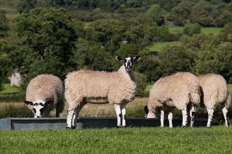 Domestic Sheep Mule Lambs Four Feeding Editorial Stock Photo - Stock ...