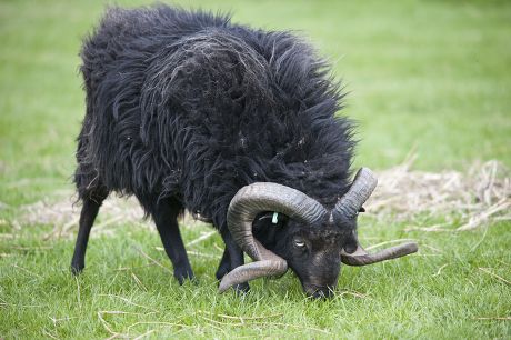 Domestic Sheep Ouessant Ram Grazing Pasture Editorial Stock Photo ...