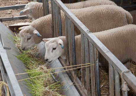 Domestic Sheep Lambs Feeding On Barley Editorial Stock Photo - Stock ...