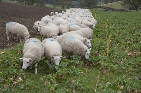 Domestic Sheep Lleyn Ewes Feeding Strip Editorial Stock Photo - Stock ...