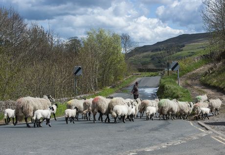 Domestic Sheep Swaledale Ewes Lambs Flock Editorial Stock Photo - Stock Image | Shutterstock