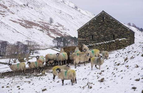 Domestic Sheep Swaledale Ewes Flock Feeding Editorial Stock Photo - Stock Image | Shutterstock