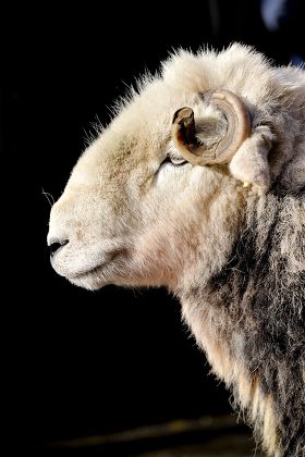 Domestic Sheep Herdwick Ram Annual Tup Editorial Stock Photo - Stock ...