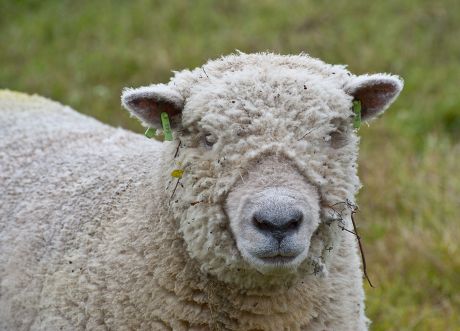 84 Southdown Stock Pictures, Editorial Images and Stock Photos ...