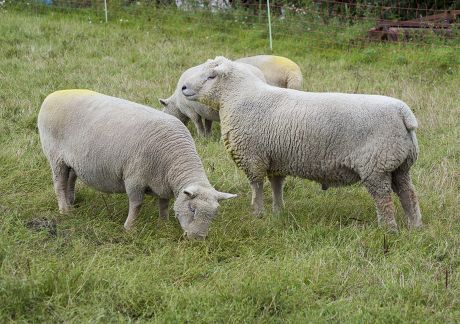 Domestic Sheep Southdown Ram Ewes Raddle Editorial Stock Photo - Stock ...