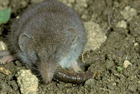 Common Whitetoothed Shrew Crocidura Russula Adult Editorial Stock Photo ...
