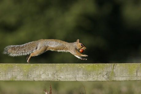 37 Chestnut squirrel Stock Pictures, Editorial Images and Stock Photos ...