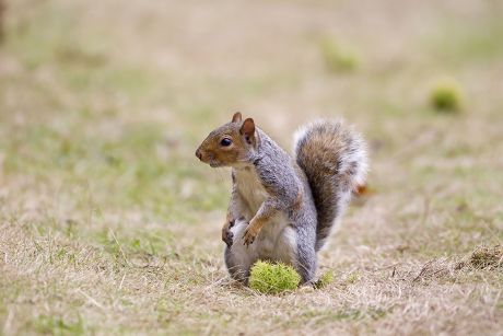 37 Chestnut squirrel Stock Pictures, Editorial Images and Stock Photos ...