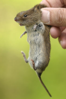 Bank Vole Myodes Glareolus Adult Held Editorial Stock Photo - Stock ...
