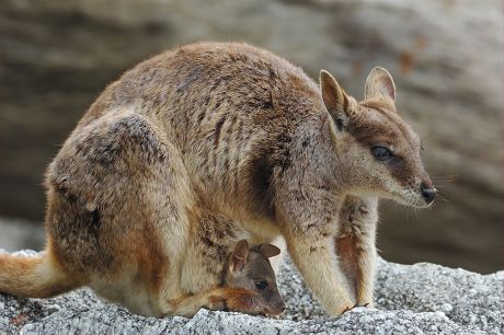 39 Mareeba Stock Pictures, Editorial Images and Stock Photos | Shutterstock