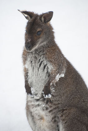 Rednecked Wallaby Macropus Rufogriseus Adult Closeup Editorial Stock ...