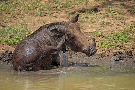 Common Warthog Phacochoerus Africanus Adult Scratching Editorial Stock ...
