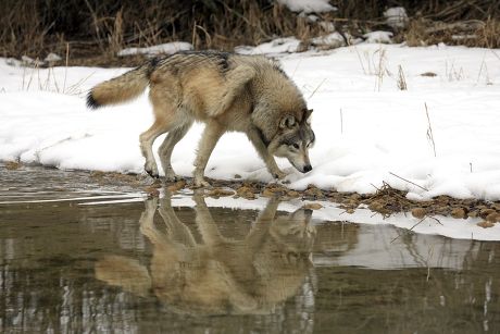 77 Dog reflection Stock Pictures, Editorial Images and Stock Photos ...